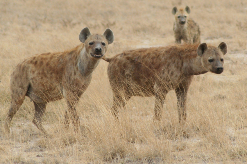Hyena Wallpapers - Photo #121 - Wallpaper Flare - Free and Premium ...